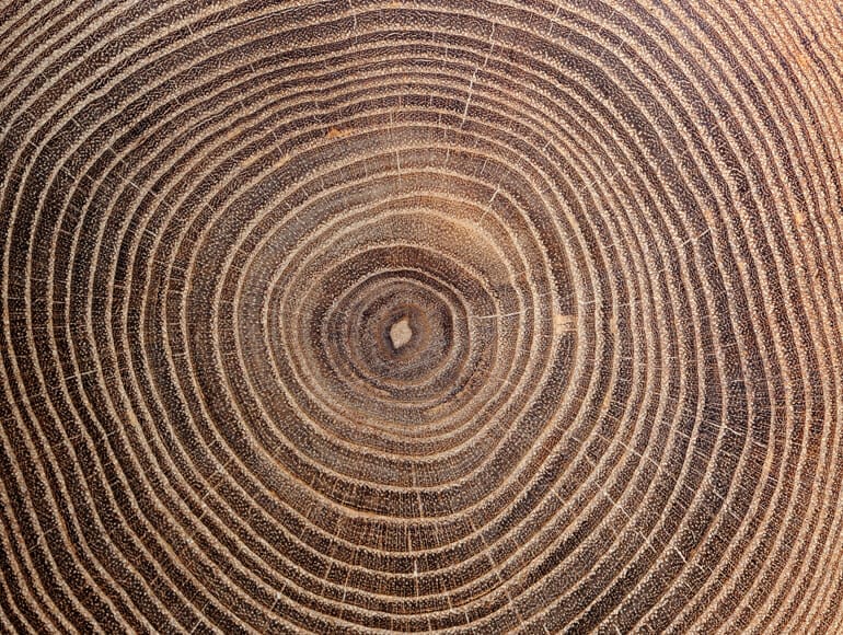 Tree rings for the Back to the Next of Lineapelle 100 - LINEAPELLE ...
